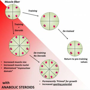Once You’ve Used Steroids, Is It Possible to Ever Compete Clean Again ...