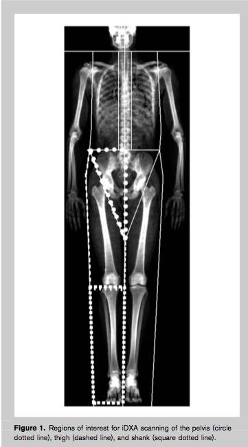 Muscle Asymmetry Affects Power and Force Output - Breaking Muscle