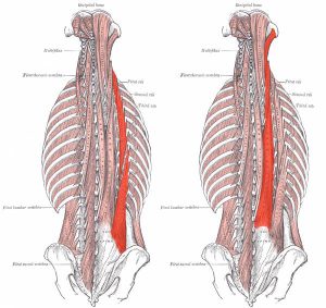 Rehabilitation for Lumbar Spine Recovery: The Science and the Truth ...