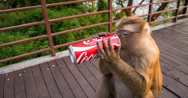 Sugary Soda Is Responsible for Pre-Diabetes - Breaking Muscle