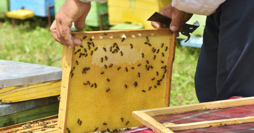 What Bees Can Teach Us About Healthy Living - Breaking Muscle