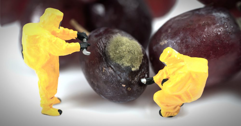 Food Scares: Dealing With The Deluge - Breaking Muscle