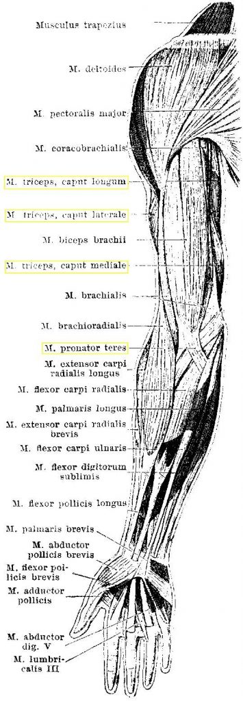 Two-Jointed Muscles of the Arms: How to Train Them - Breaking Muscle